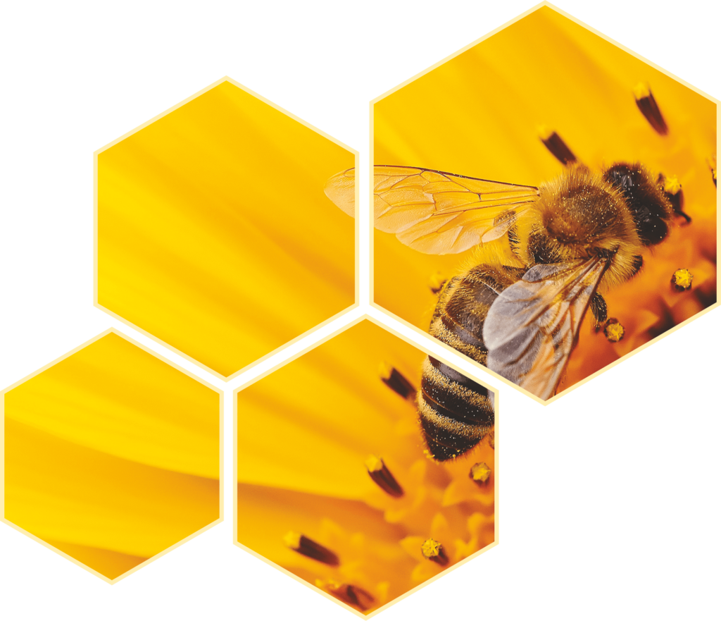 Despre noi – Magazin apicol EcoStup SRL