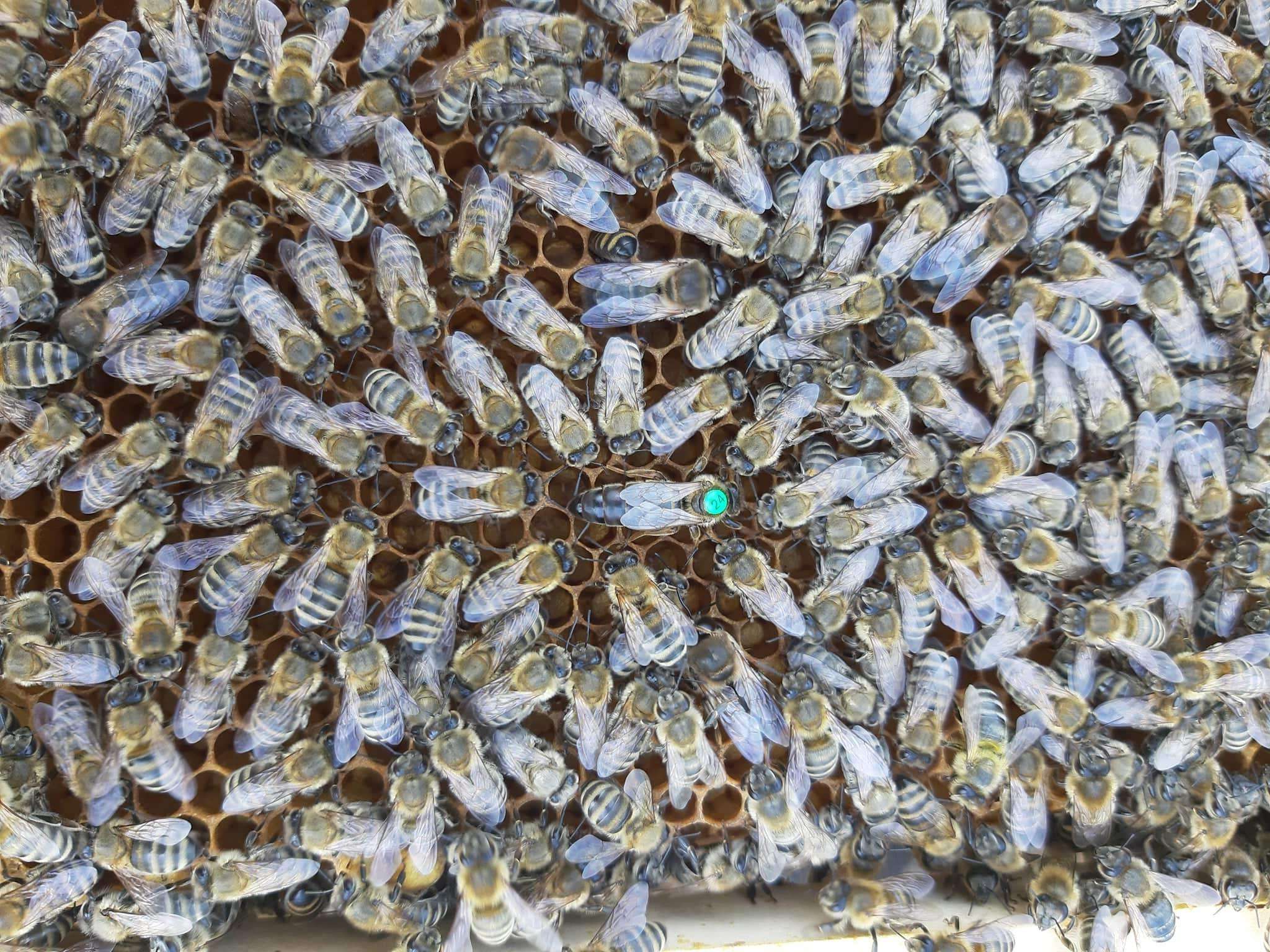 Regine de albine | Matca | Familii la pret accesibil