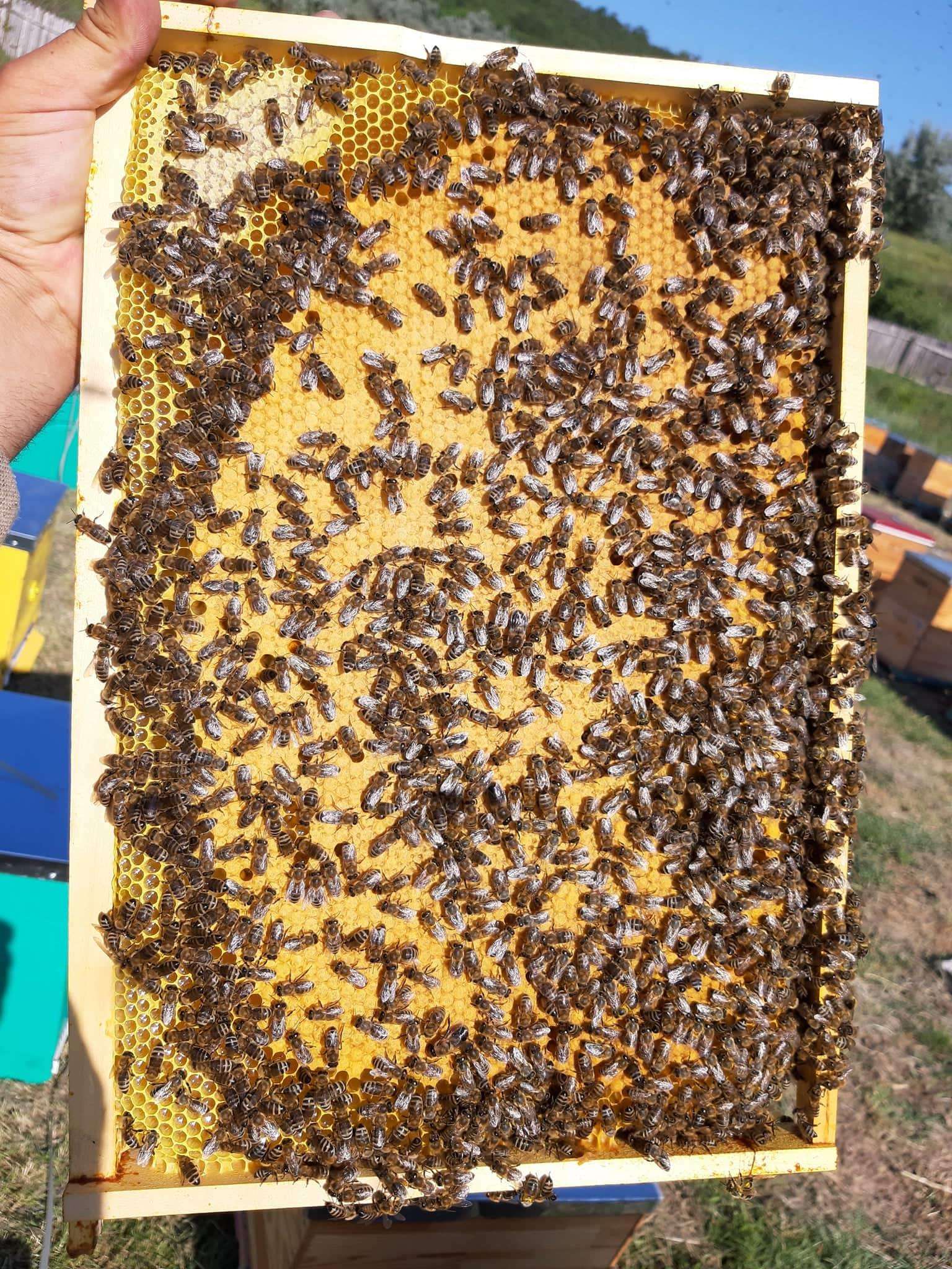 Albine de origine carpatina (regine) – Magazin apicol EcoStup SRL